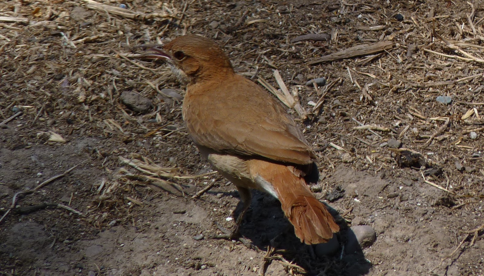 Aves del NOA y algo mas..: Hornerito de Villa 20