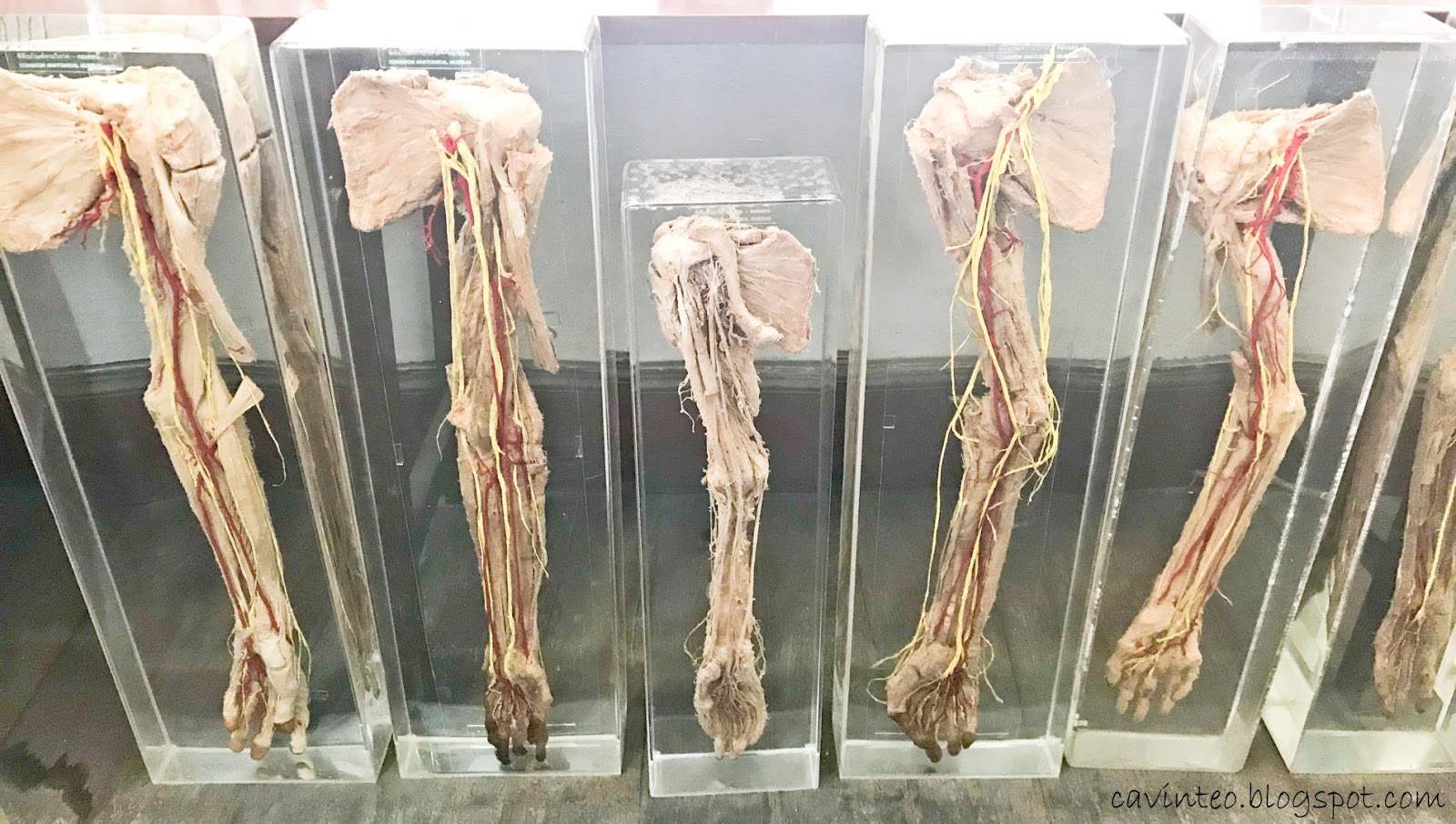 Entree Kibbles: Bangkok's Famous Death Museum - Specifically the ...