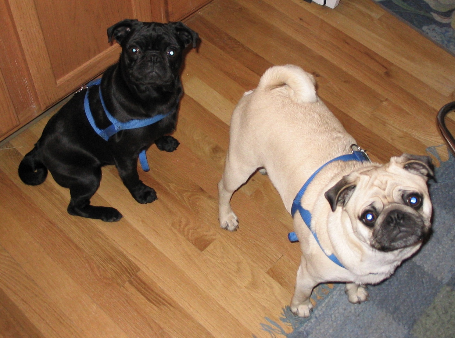 PugMom Quilts!: Pugtastic Tuesday: Pug on a Rug
