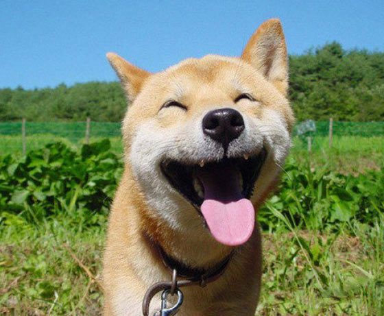 10 funnny dogs smillind as human | Diffrent Photos