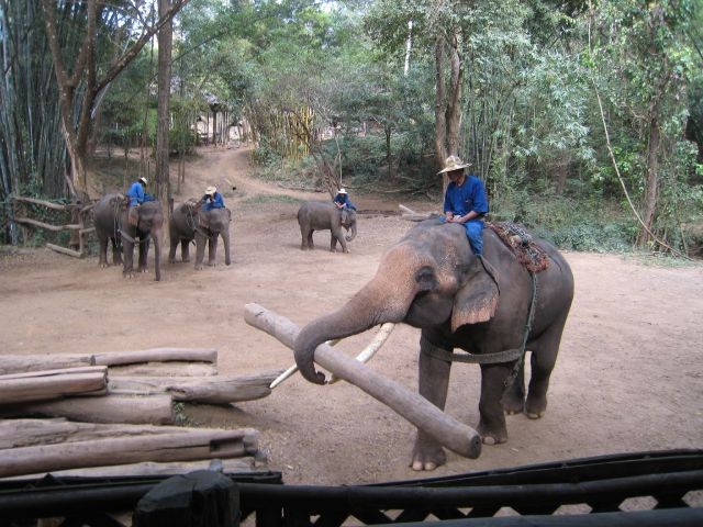 An Elephant a Day: Elephant No. 155: Whittling