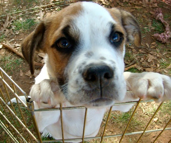 To Dog With Love: Atlanta Animal Rescue Groups Help Pets and People Too