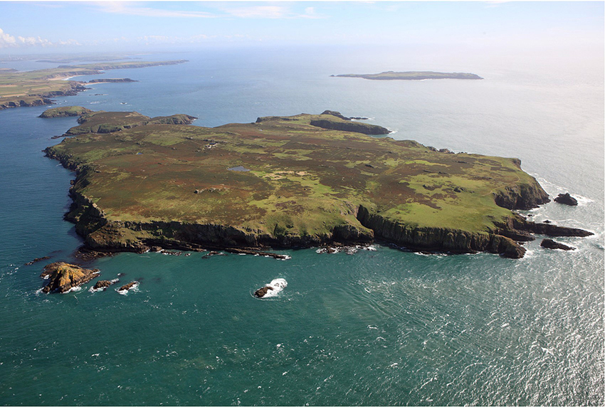 Latest News from the Skomer Island Project - The 2016 Fieldwork Season ...