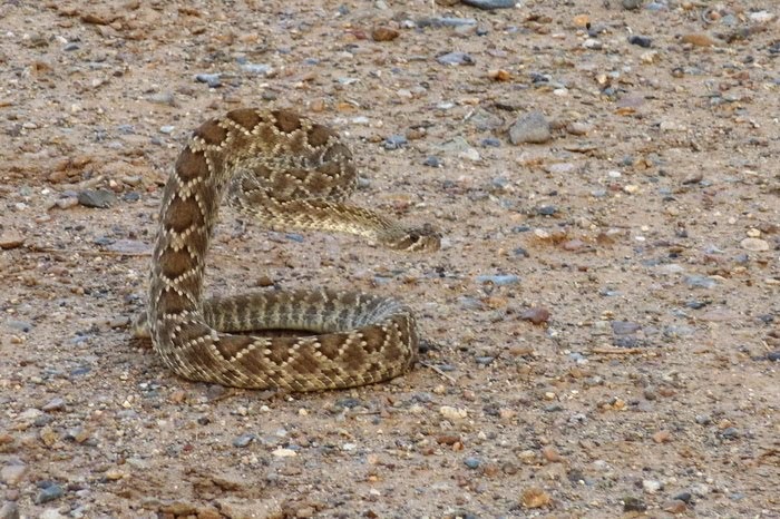 Greg's Running Adventures: Snakes!