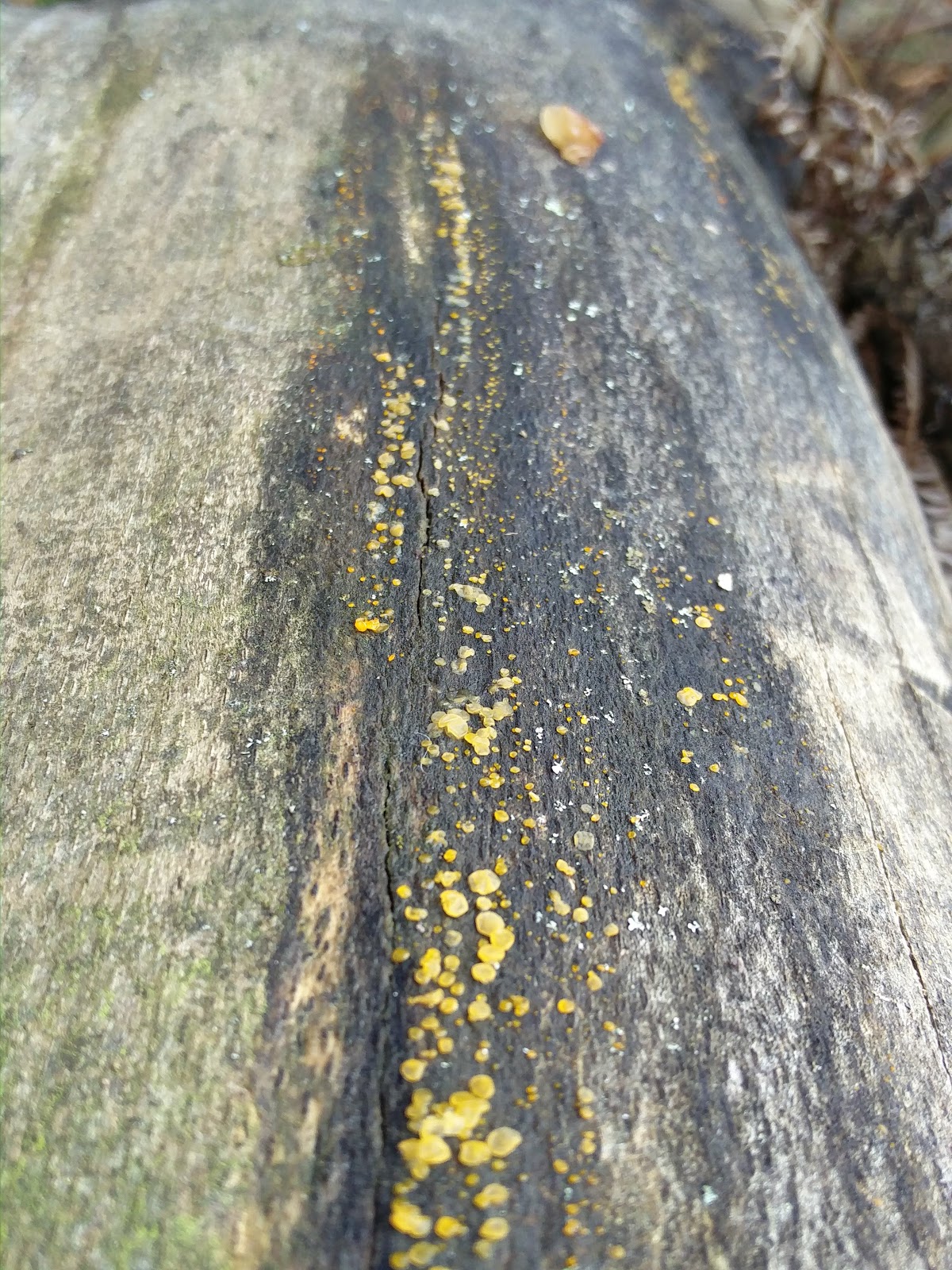 Misidentifying Fungi: Oh, Dacrymyces...