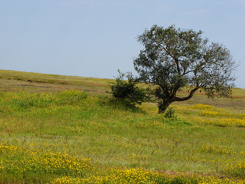 Kushagra's thought..: 11 Amazing and Most Beautiful Valleys in India