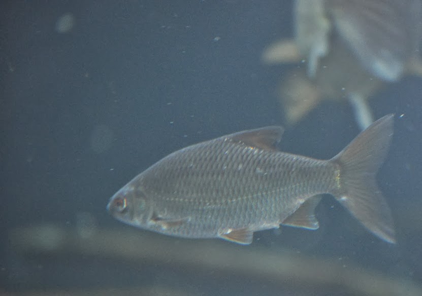 ZOOTOGRAFIANDO (5.836 ANIMALS): RUTILO / ROACH (Rutilus rutilus)