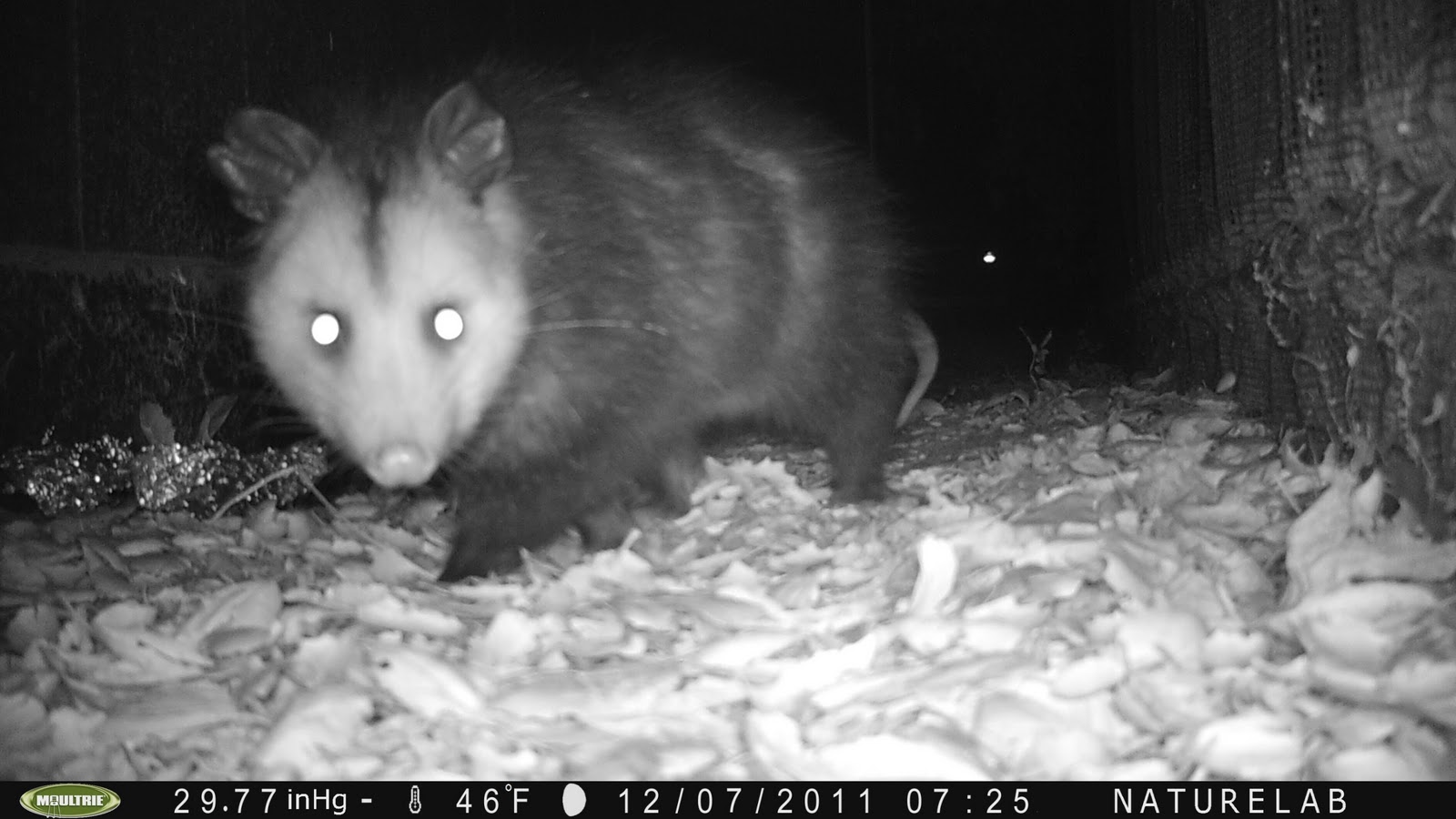 Opossum | Nature @ NHMLA