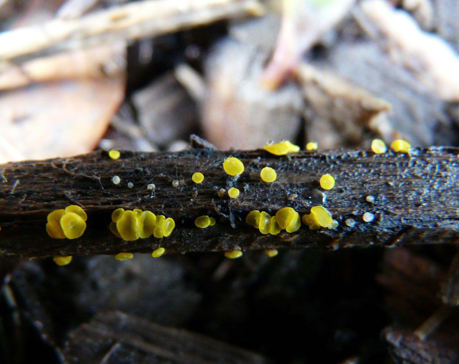 Tophill Low Nature Reserve: Fungi