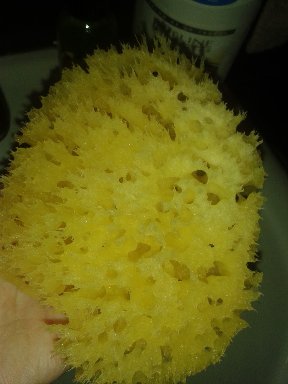 Sreća je zdravlje: Prirodni morski sunđer za kupanje Honeycomb