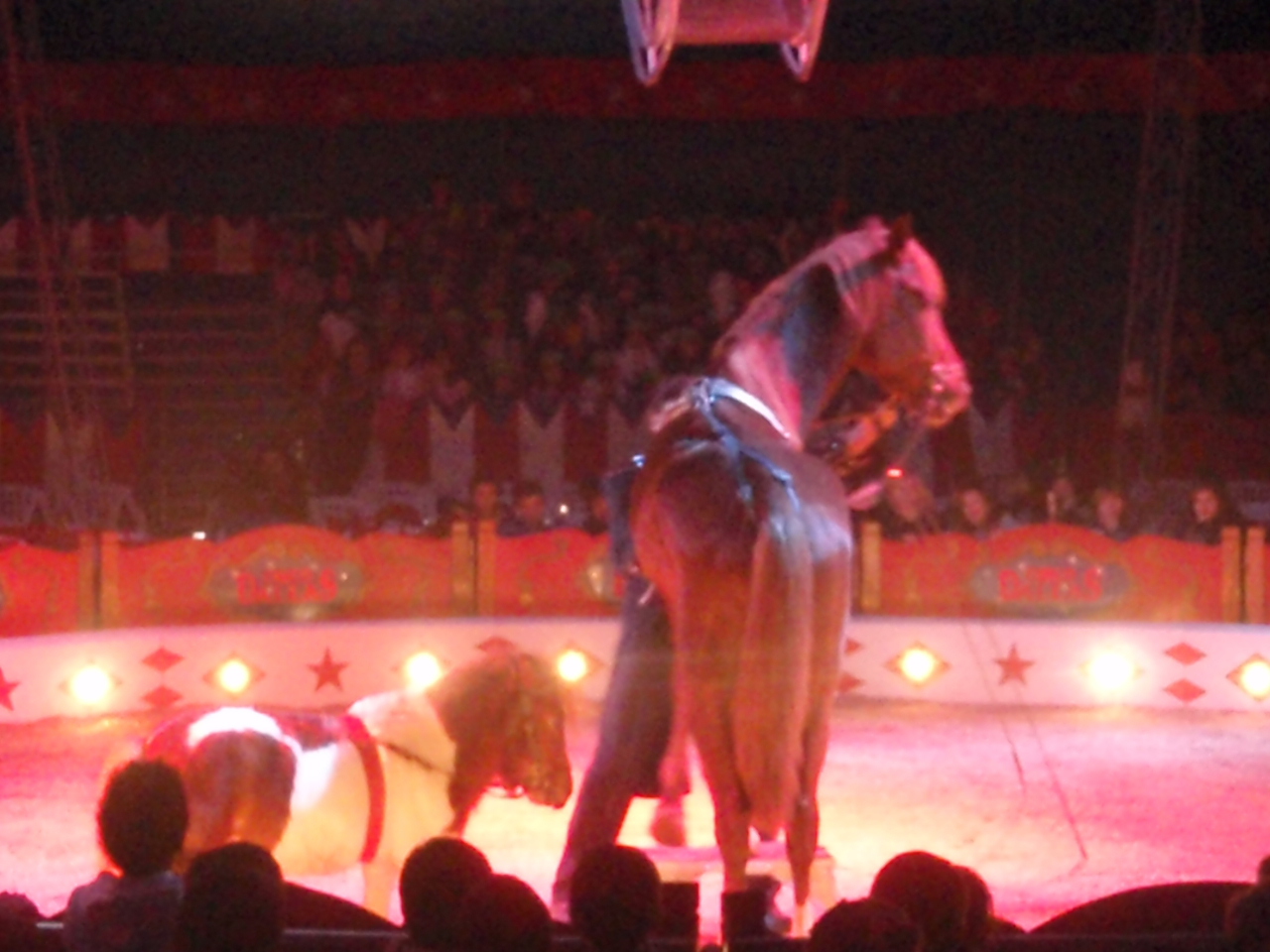CARMO4ºA: Circo Dallas
