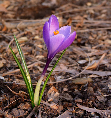 Dendroica: March 2012