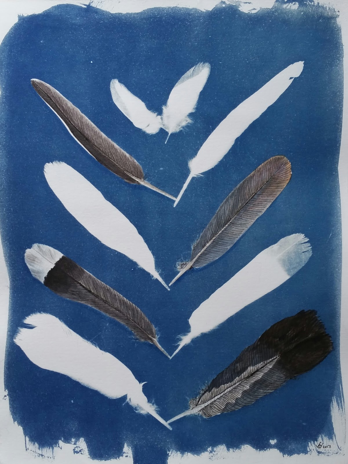 Feather Cyanotypes, Part Two
