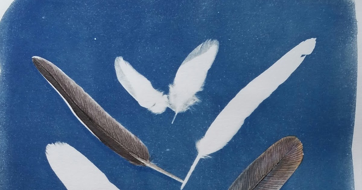 Feather Cyanotypes, Part Two