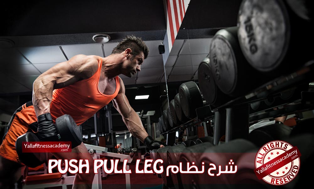 شرح نظام Push Pull Leg