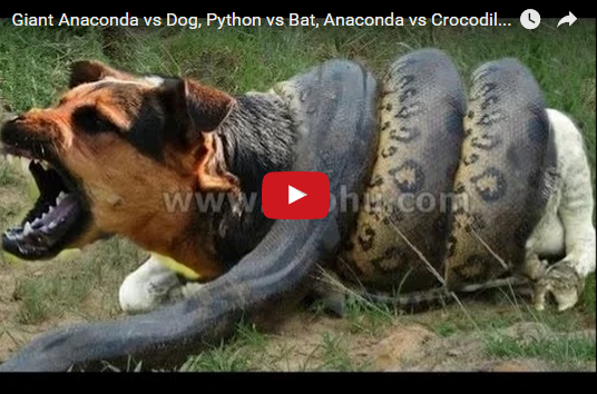 Giant Anaconda vs Dog, Python vs Bat, Anaconda vs Crocodile, Python vs ...