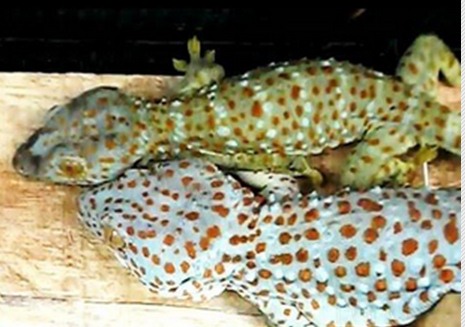 Ciri Khusus Tokek dan Fungsinya - Jenisajatitik