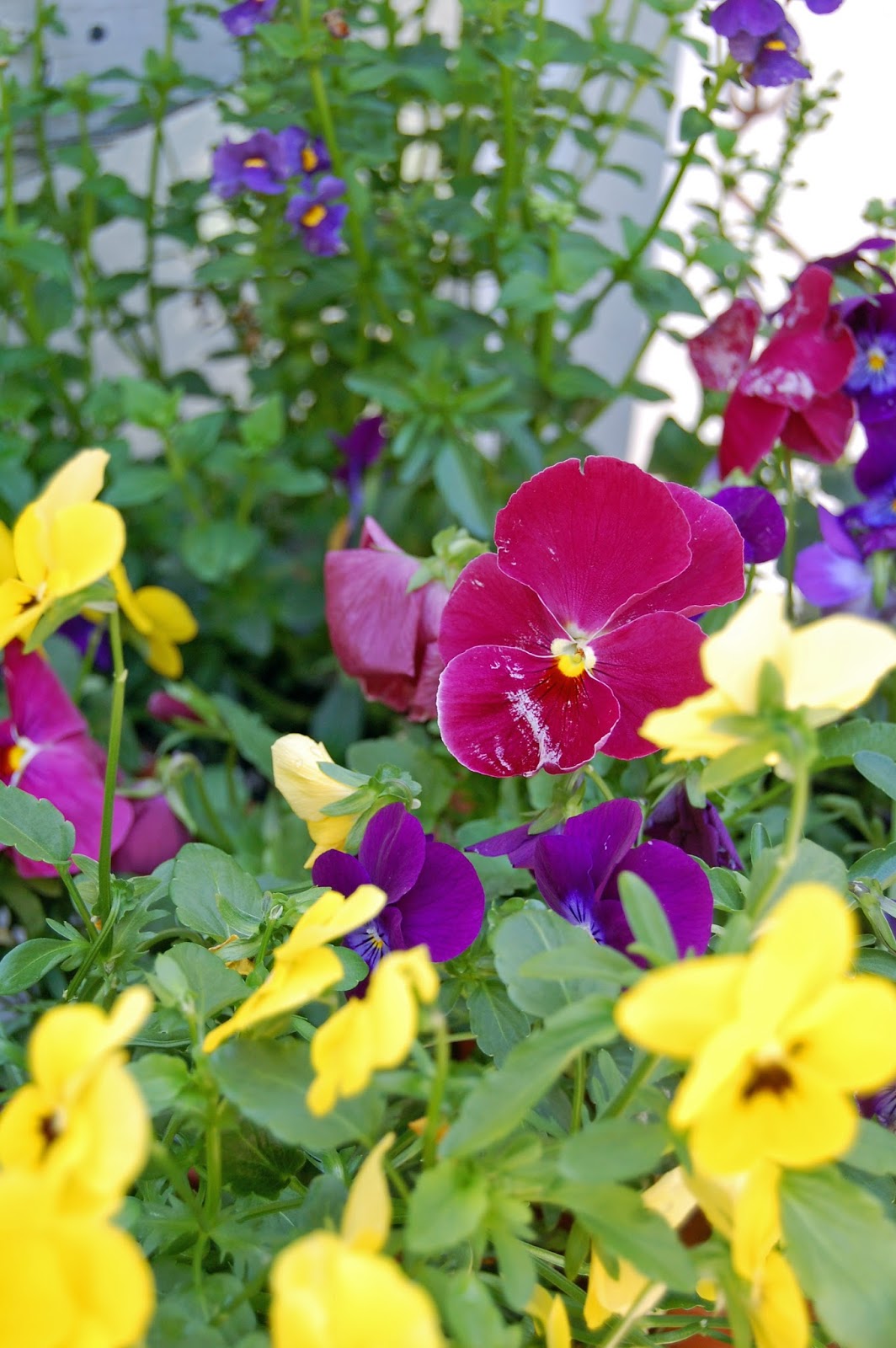 My Painted Garden: Painting Fall Pansies
