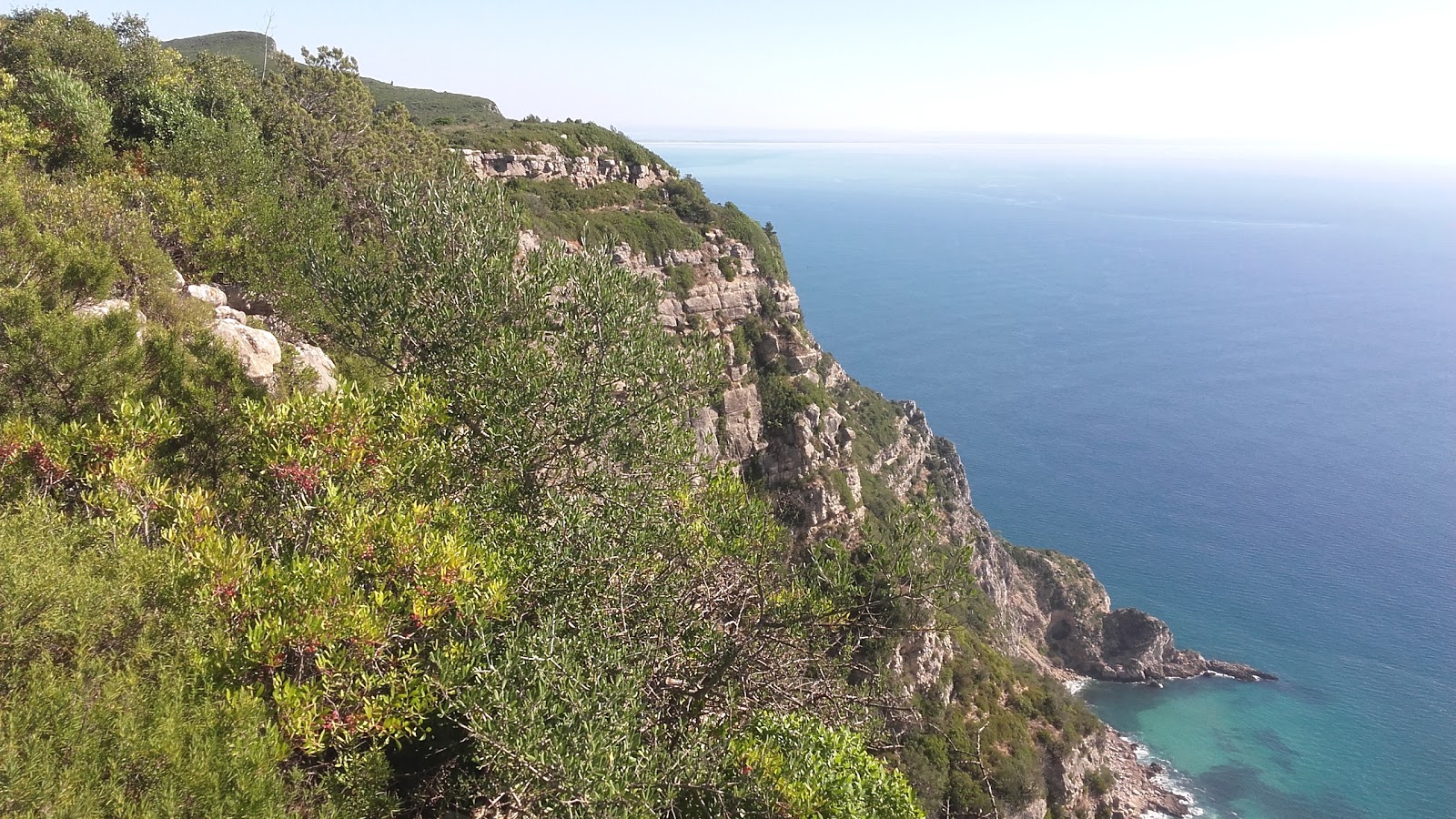 SURICATINA: Serra do Risco (Arrábida)