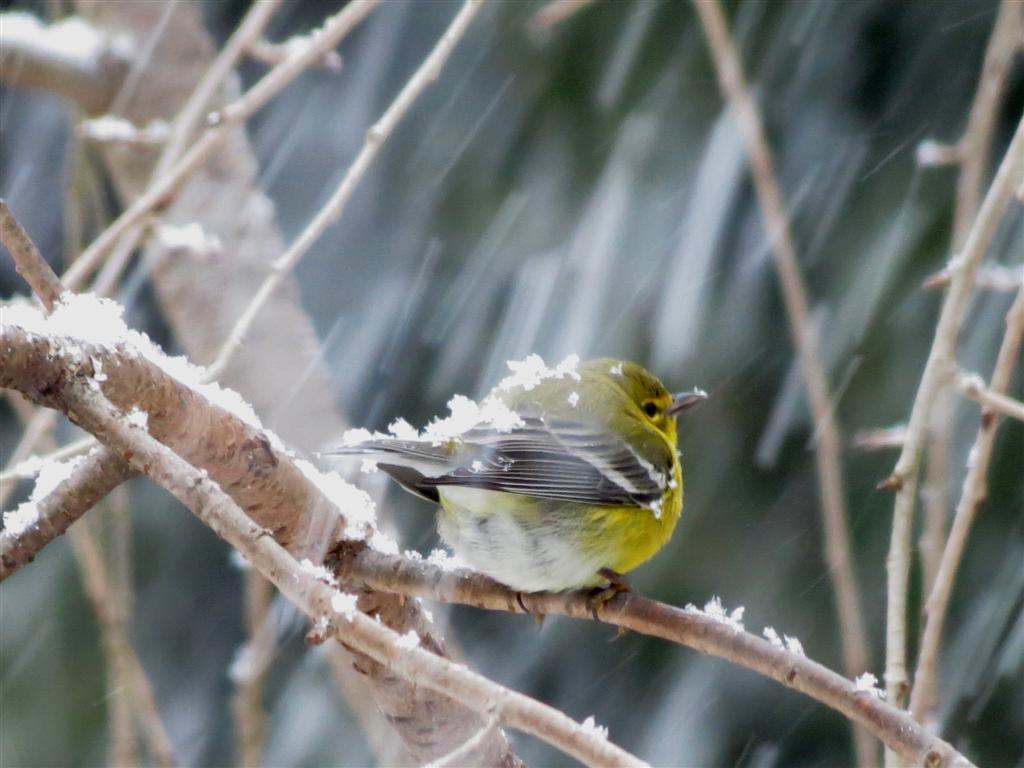 Viewing nature with Eileen: Snow Birds