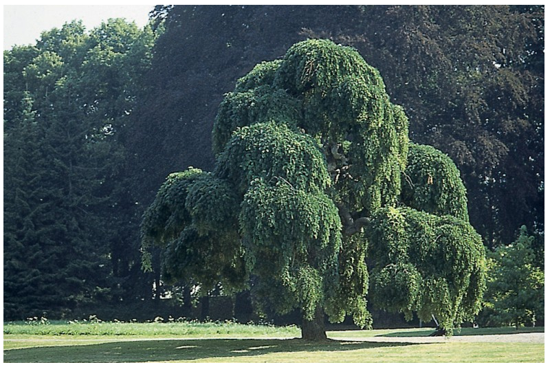 sxolikes...ataxies: ΦΥΛΛΟΒΟΛΑ-ΑΕΙΘΑΛΗ ΔΕΝΤΡΑ-ΠΛΗΡΟΦΟΡΙΕΣ ΚΑΙ ΚΑΡΤΕΛΕΣ ...