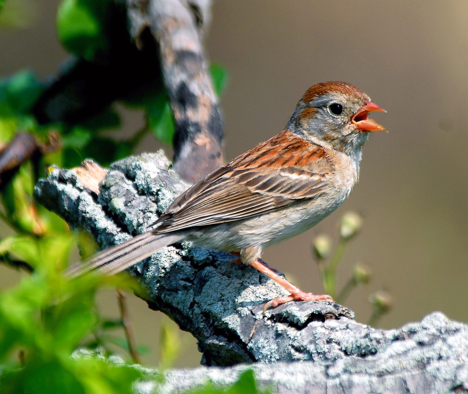Lovable Images: Cute Sparrow WallPapers HD Free Download || Amazing ...