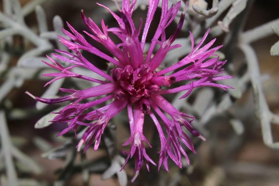 Biodiversity of Cyprus by NGO Protection of the Natural Heritage and ...