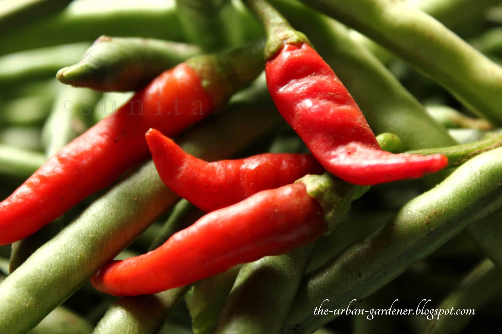The Urban Gardener: October 2013