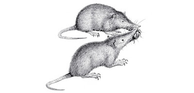 Variety of Life: Eulipotyphla