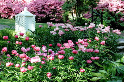 Naomi's Garden: peony gardens and sellers