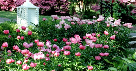 Naomi's Garden: peony gardens and sellers