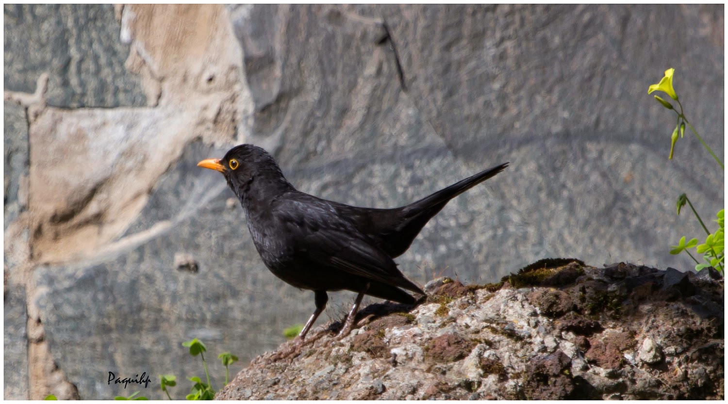 Paqui.blog de naturaleza: MIRLO COMÚN