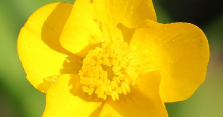 Menuda Natura: Ranunculus bulbosus L.