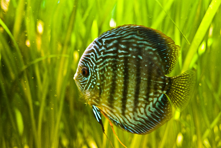 Aquarium Fish & Others: Discus Fish