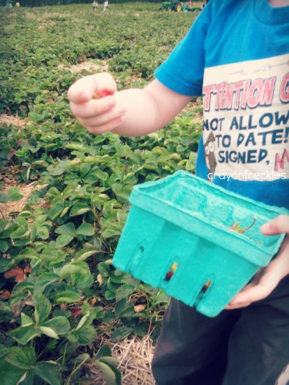 picking strawberries: experiencing nature - Do Play Learn
