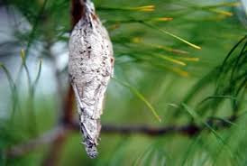 Alexis's Digital Photos: Types of Perspective in Photography