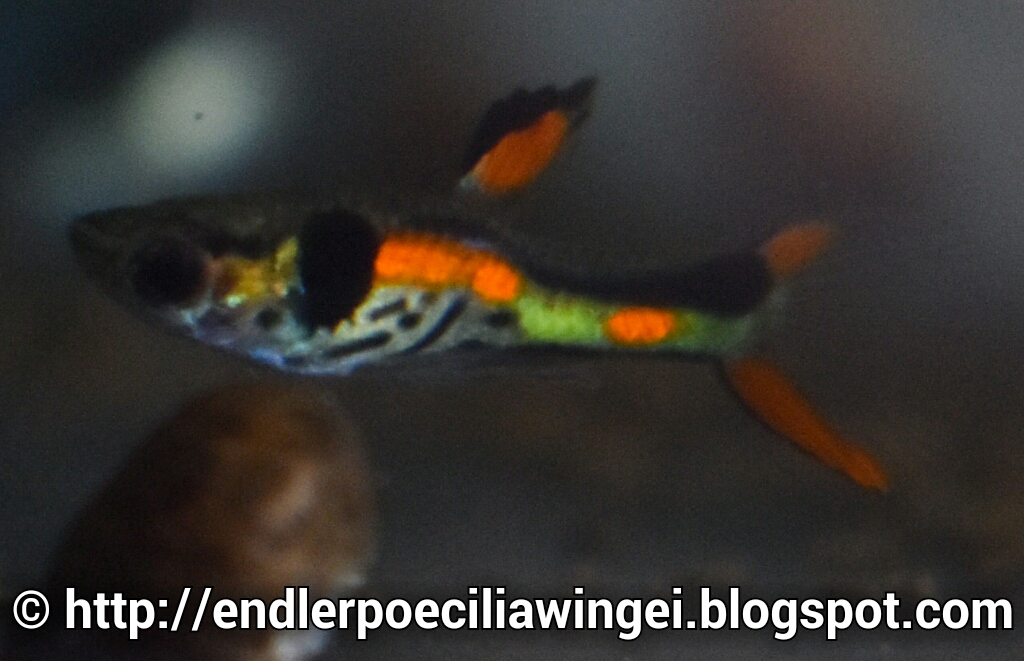ENDLER POECILIA WINGEI Livebearers Cumana Area @endlerpoeciliawingei ...