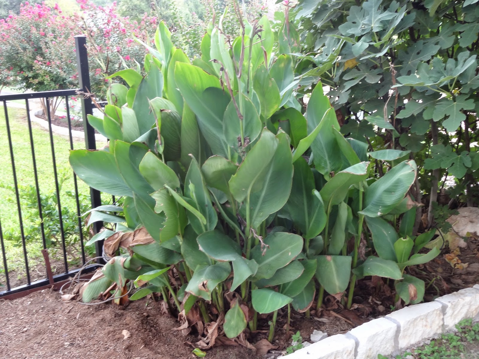 Rebecca's Texas Garden: Dividing Canna Lilies