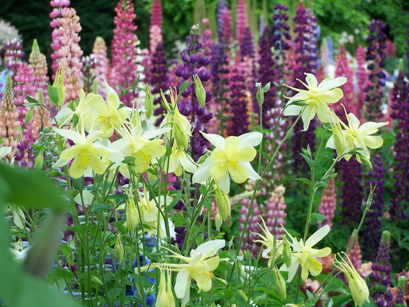 Browns' Backyard: SCHREINER'S IRIS GARDENS