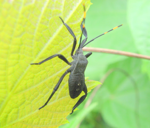 WWF-MSO: Nisargayan, 22 July, 2012 - Report