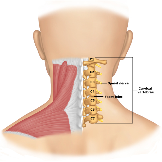 Nombre De Cervicales – Anatomie Cervicales – TEDG