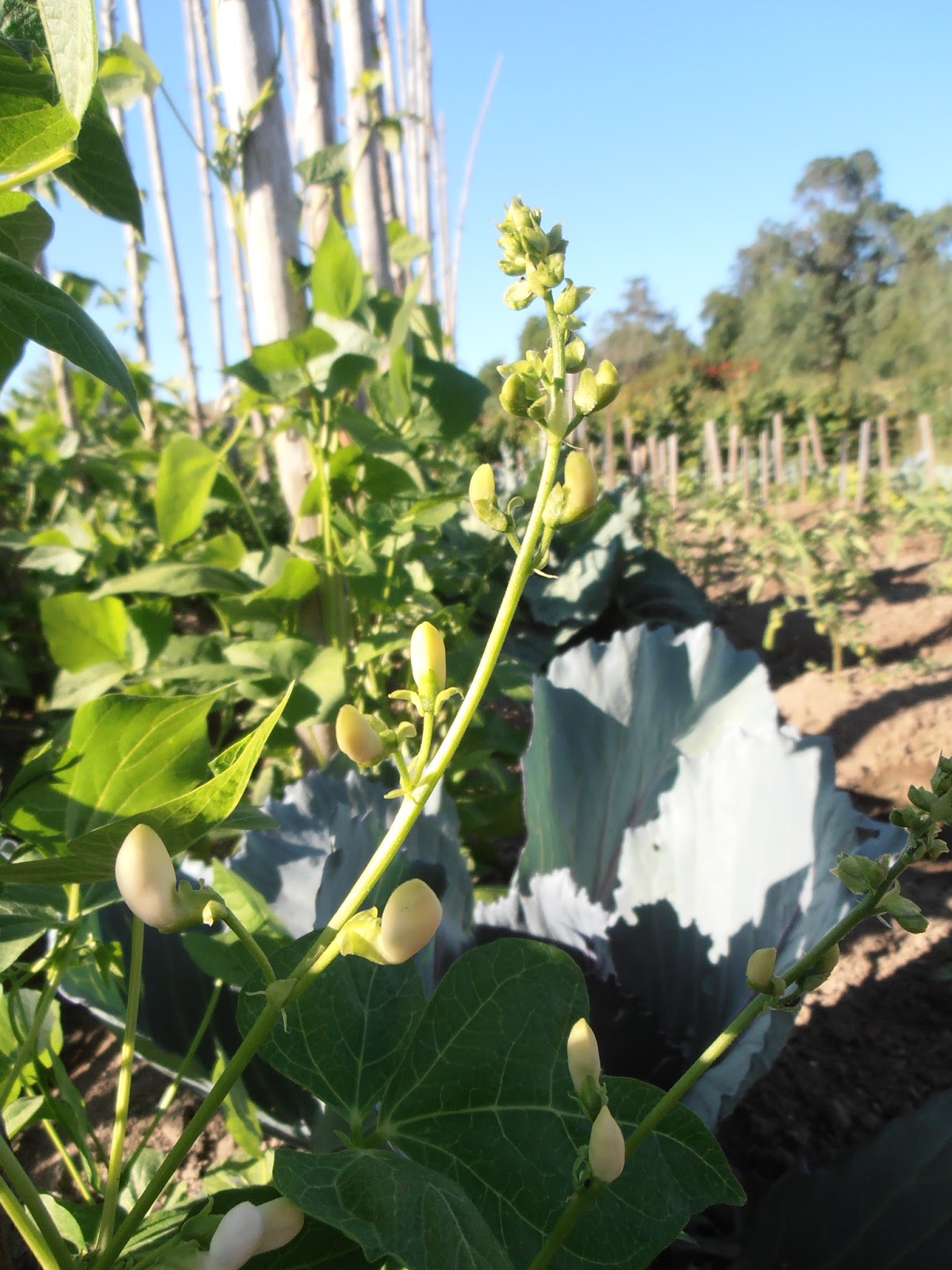 El Judión de La Granja: Planta del judión y floración