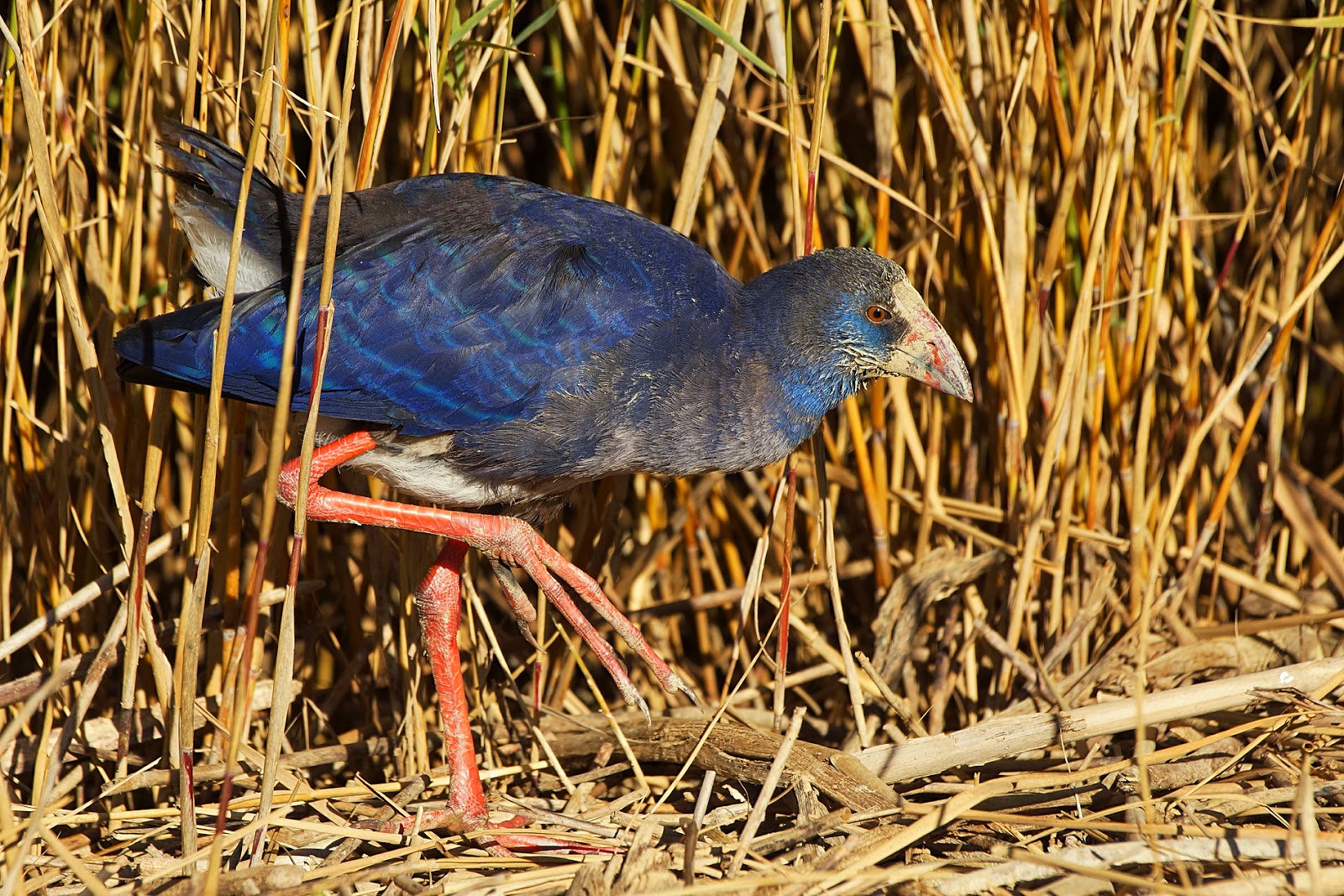 Pasión por las aves: Calamón común.(Porphyrio porphyrio)