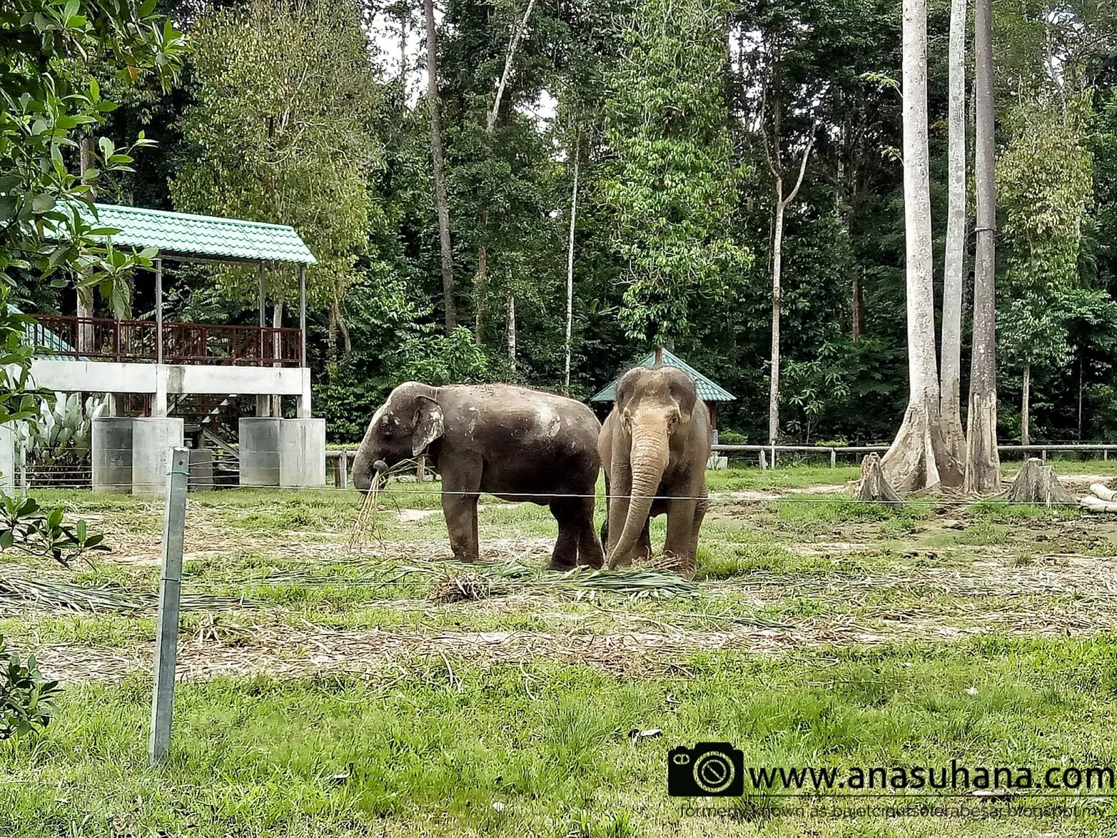 Tempat Menarik di Pahang : Pusat Konservasi Gajah Kebangsaan Kuala ...