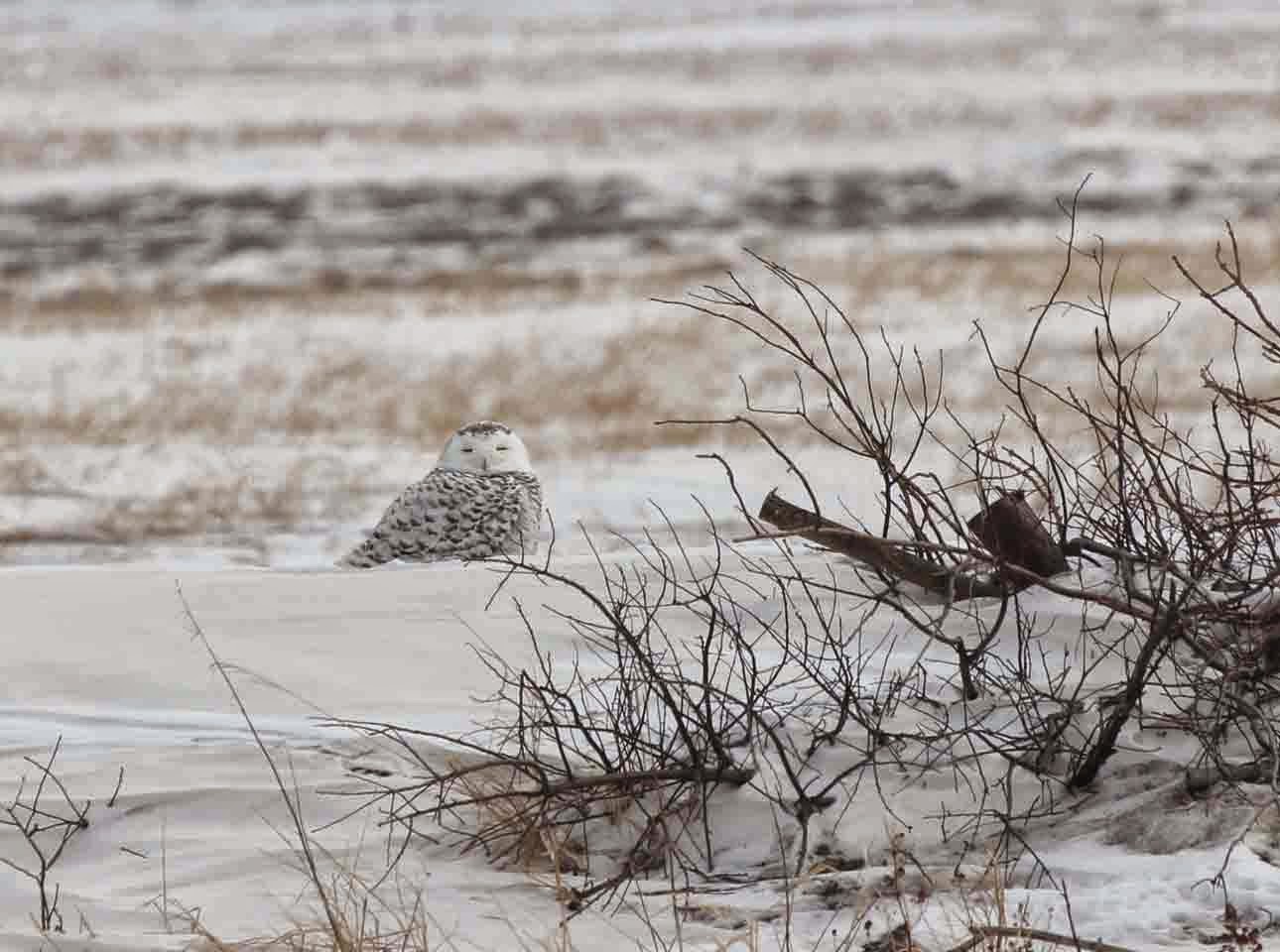 Les oiseaux de la région de La Pocatière, Québec: De la Perdrix grise ...