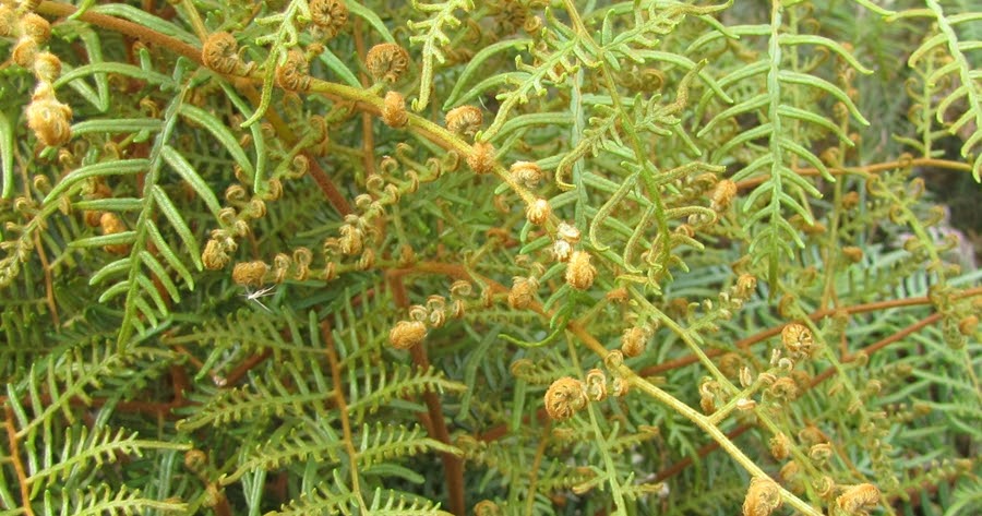 photographing New Zealand: baby ferns