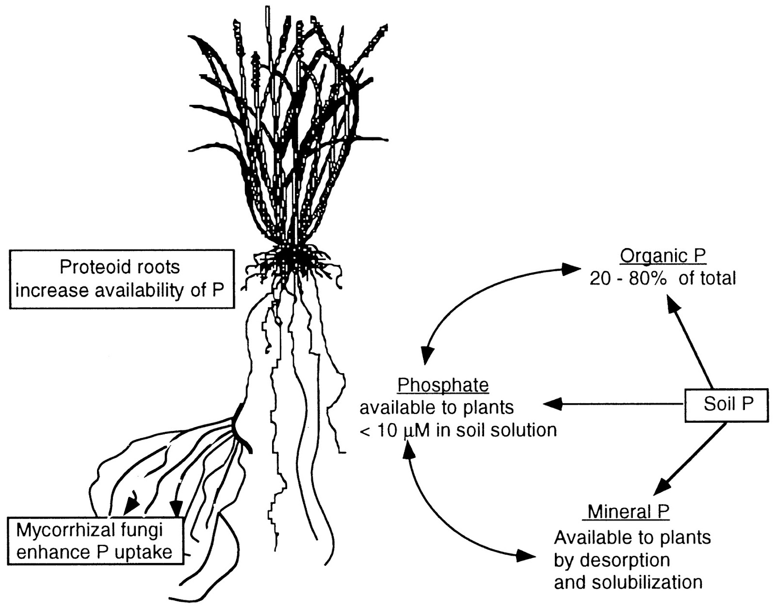 Mineral Fosfor - apa, bagaimana, dan untuk apa?