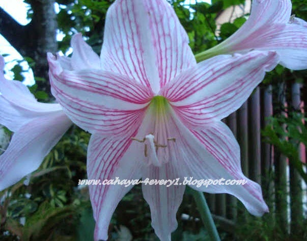 RUMAHKUBAHAGIAKU: Mengenal berbagai umbi dan rimpang bunga (bagian 1)