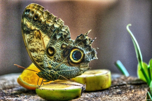 El Blog de Isa y Juan: Caligo eurilochus brasiliensis: La Mariposa Búho