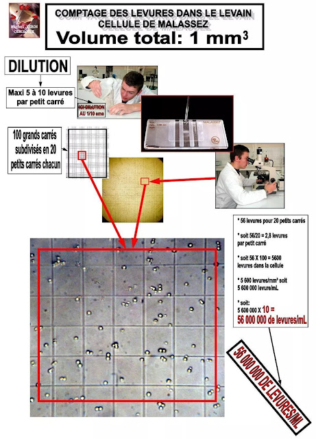 Cours Œnologie - Michel VERON: Comptage levures totales (cellule de Malassez)